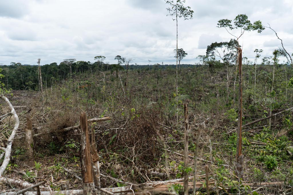 The high price of peace in Colombia: deforestation in the Amazon - LifeGate