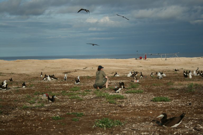 Bramble Cay Melomys went extinct - LifeGate