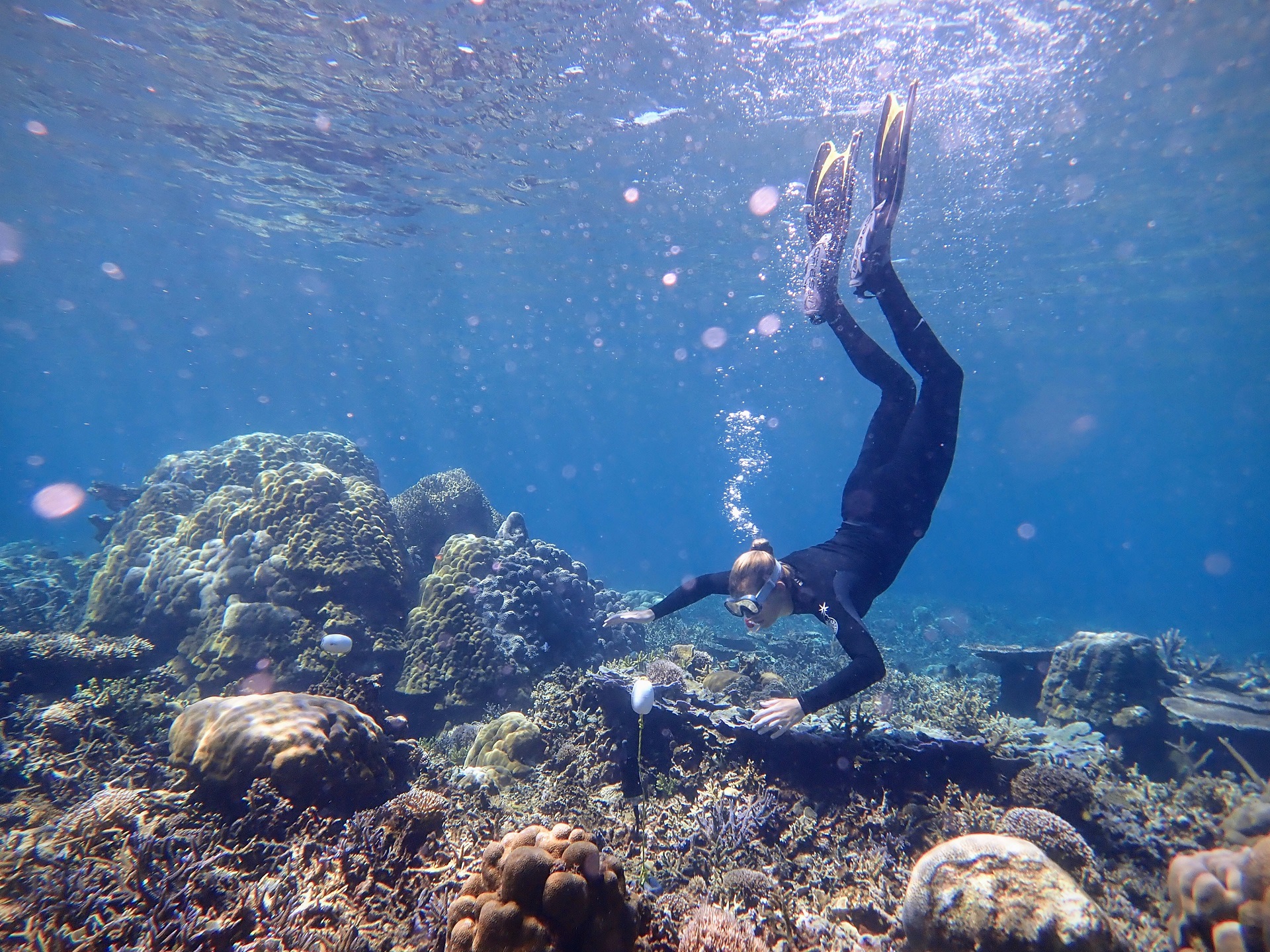 Artificial intelligence trained to study coral reef "song"