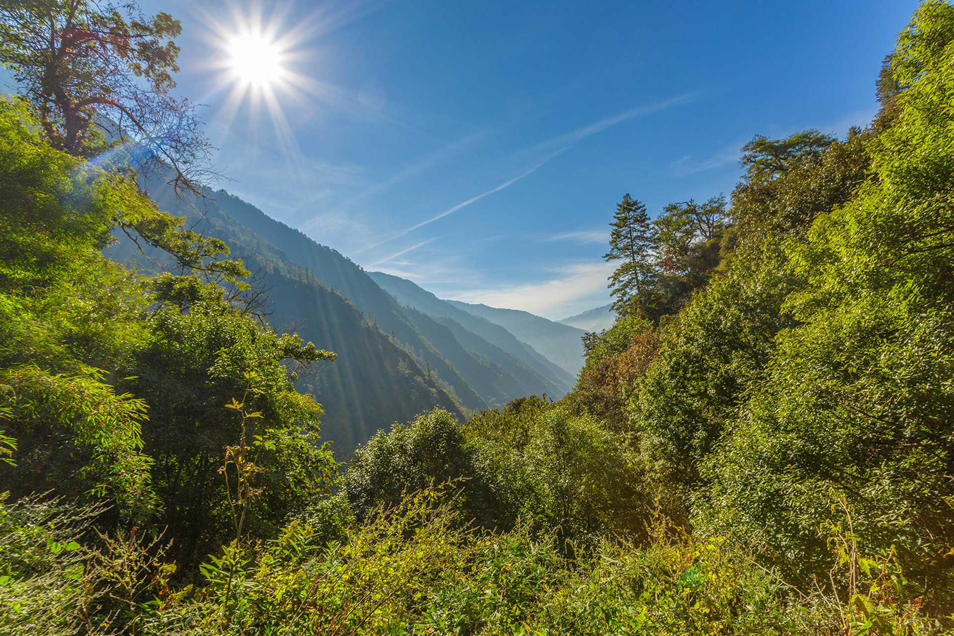 Tree cover in Nepal has doubled since forests were entrusted to local ...