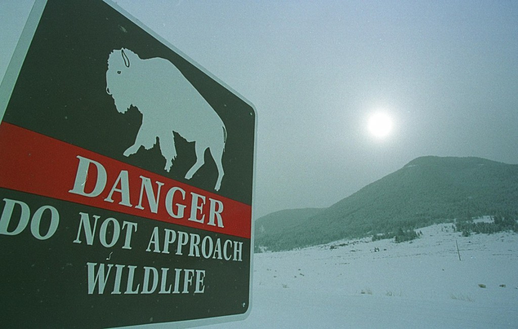 Yellowstone, the USA's oldest park endangered by reckless tourism ...