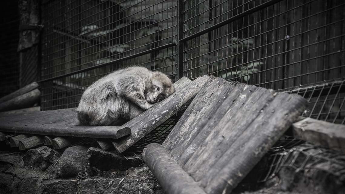 The heart-wrenching photographs of animals in European zoos - LifeGate