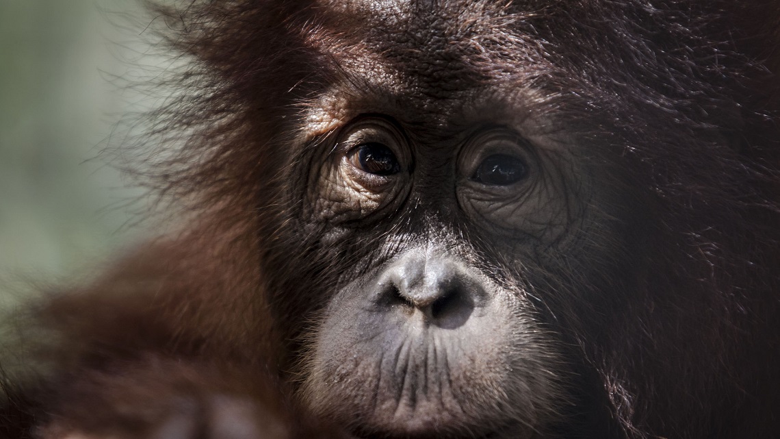 The heartbreaking video of an orangutan fighting against a bulldozer to ...