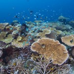 The Great Barrier Reef and Reef 2050: Greenpeace's 5 NOs - LifeGate