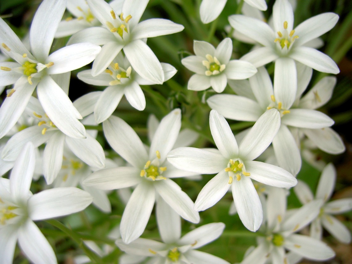 Star of Bethlehem, the flower that lights up the darkness of the soul ...