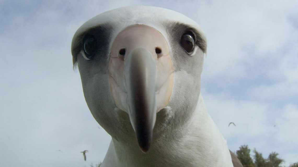 The documentary Albatross shows how we need to reconnect to nature to ...