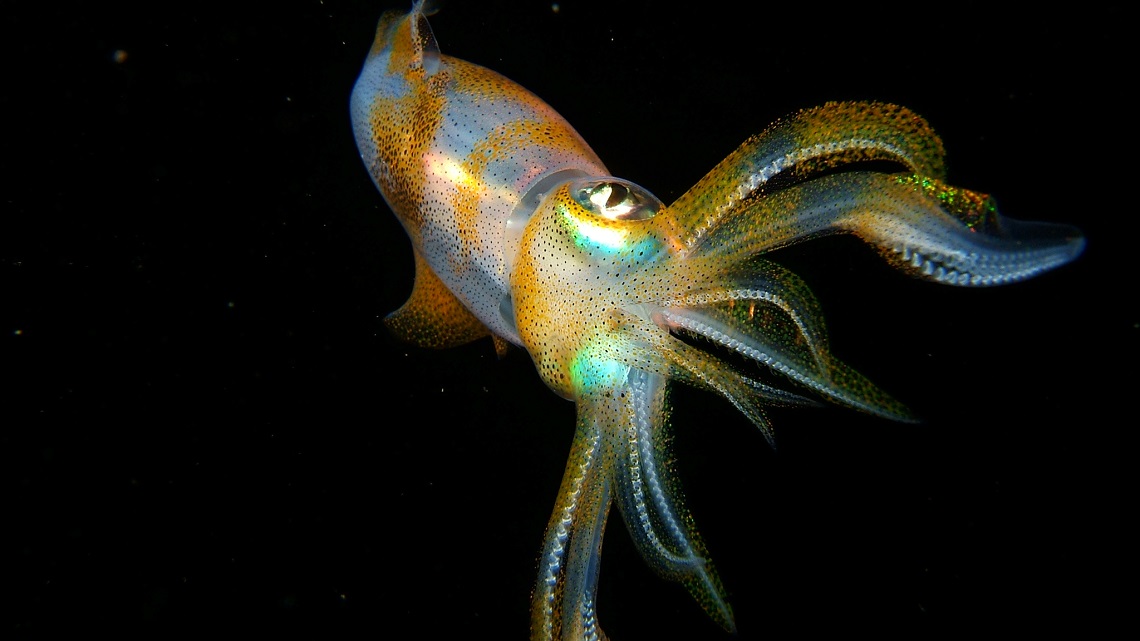 The beauty of cephalopods. Why we must protect them | LifeGate