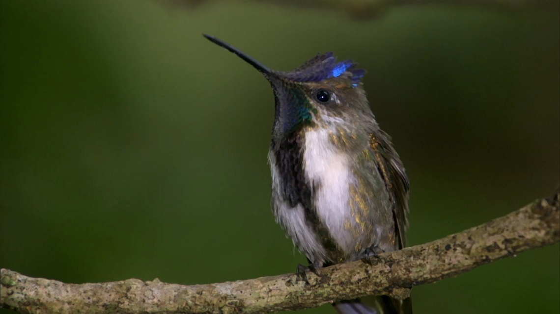 Peru, the man who once cut down trees now protects them for love of ...
