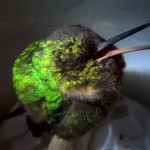 Sleeping hummingbird snores just like your partner - LifeGate
