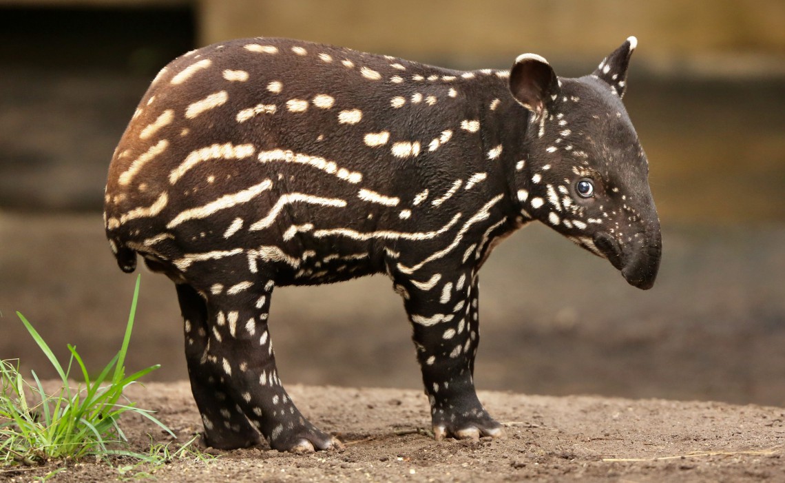 Brazil, a tapir is born in the Atlantic Forest for the first time in ...
