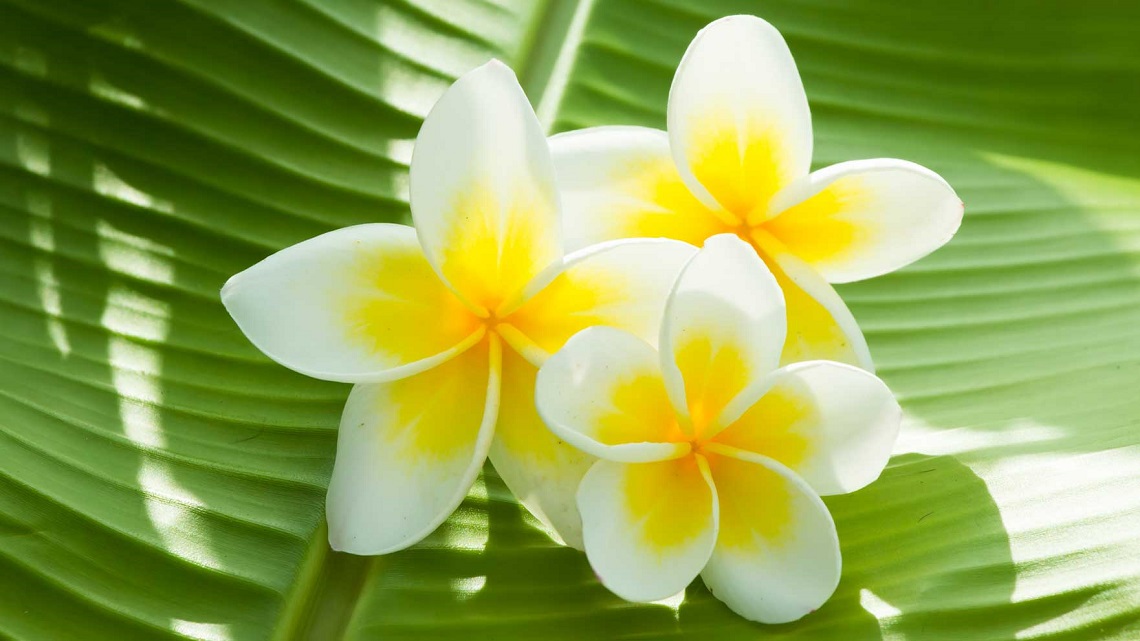 Plumeria Flower Bali Meaning | Best Flower Site