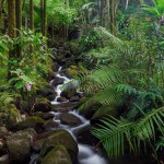 How many plants there are in the world and how they’re doing