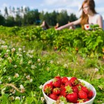 Greenpeace's 7 principles for sustainable agriculture - LifeGate