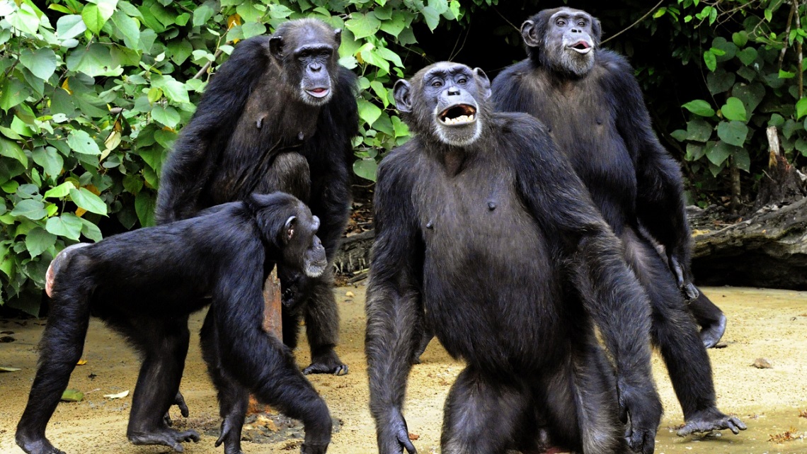 Mysterious chimpanzee behaviour may reveal a form of spirituality ...