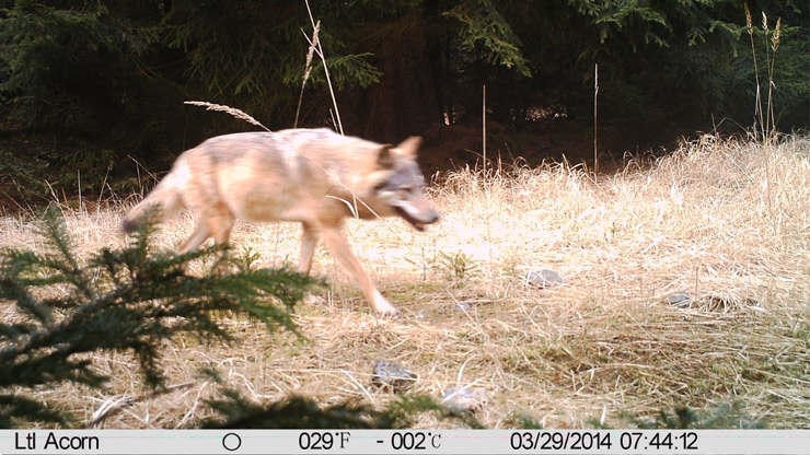 The first wolf spotted in the Czech Republic after 100 years | LifeGate