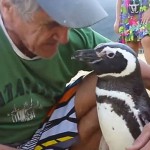 Dindim the penguin returns to the man who saved his life. Each and ...