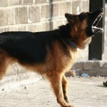 The playlist to appease animals - LifeGate