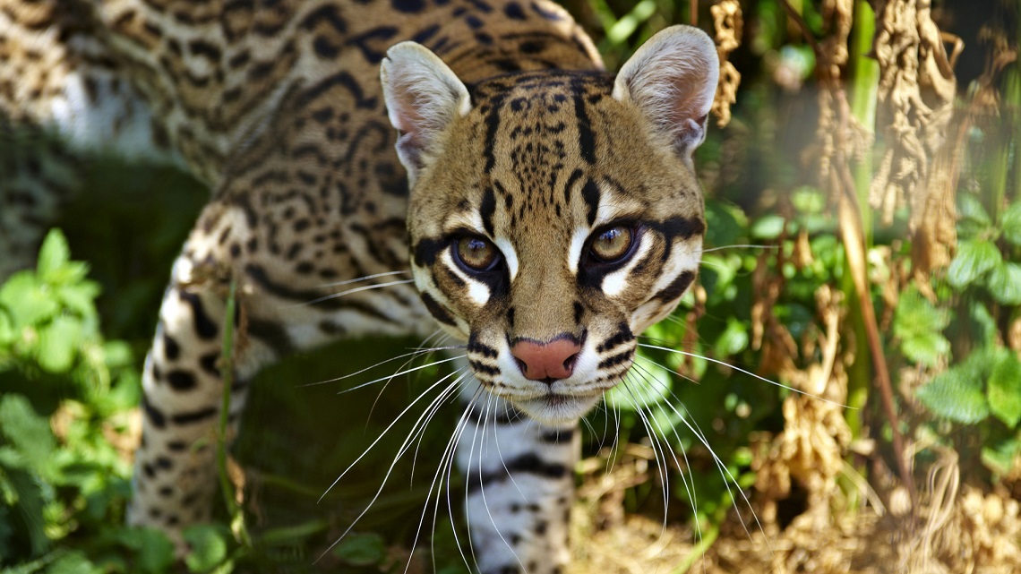 Texas builds road underpasses to save the ocelot