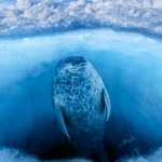 Photographer Paul Nicklen opens a gallery devoted to environmental ...