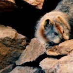 The Ili pika spotted for the first time in 20 years - LifeGate