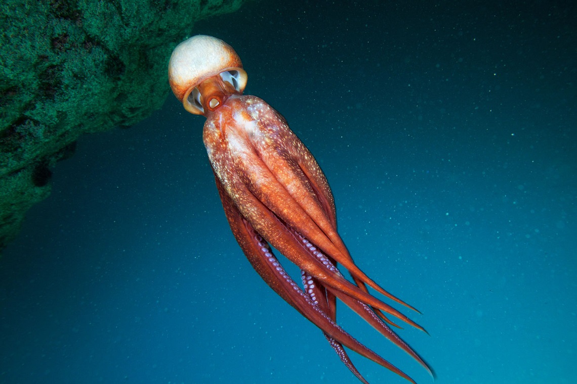 The beauty of cephalopods. Why we must protect them | LifeGate