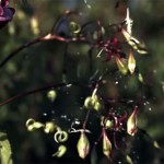 How do plants disperse their seeds? They explode - LifeGate