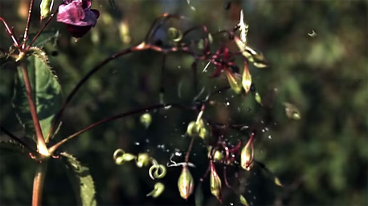 How do plants disperse their seeds? They explode | LifeGate