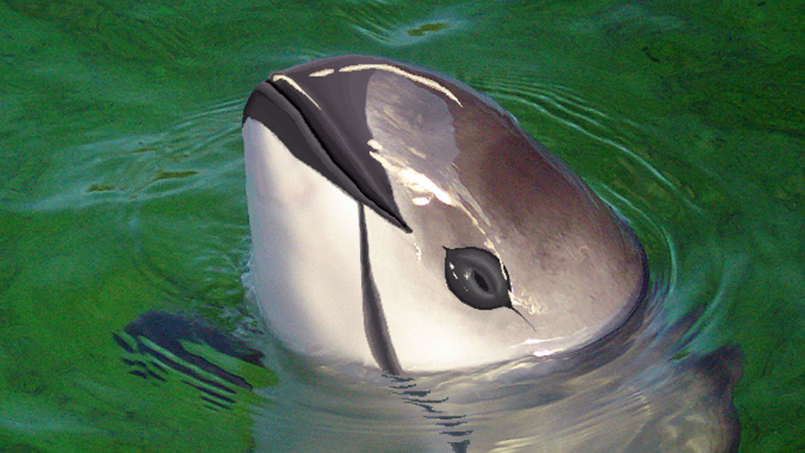 Mexico uses drones to save vaquitas, the world’s rarest marine mammals ...
