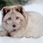 The Arctic fox returns to Finland after 20 years of absence - LifeGate